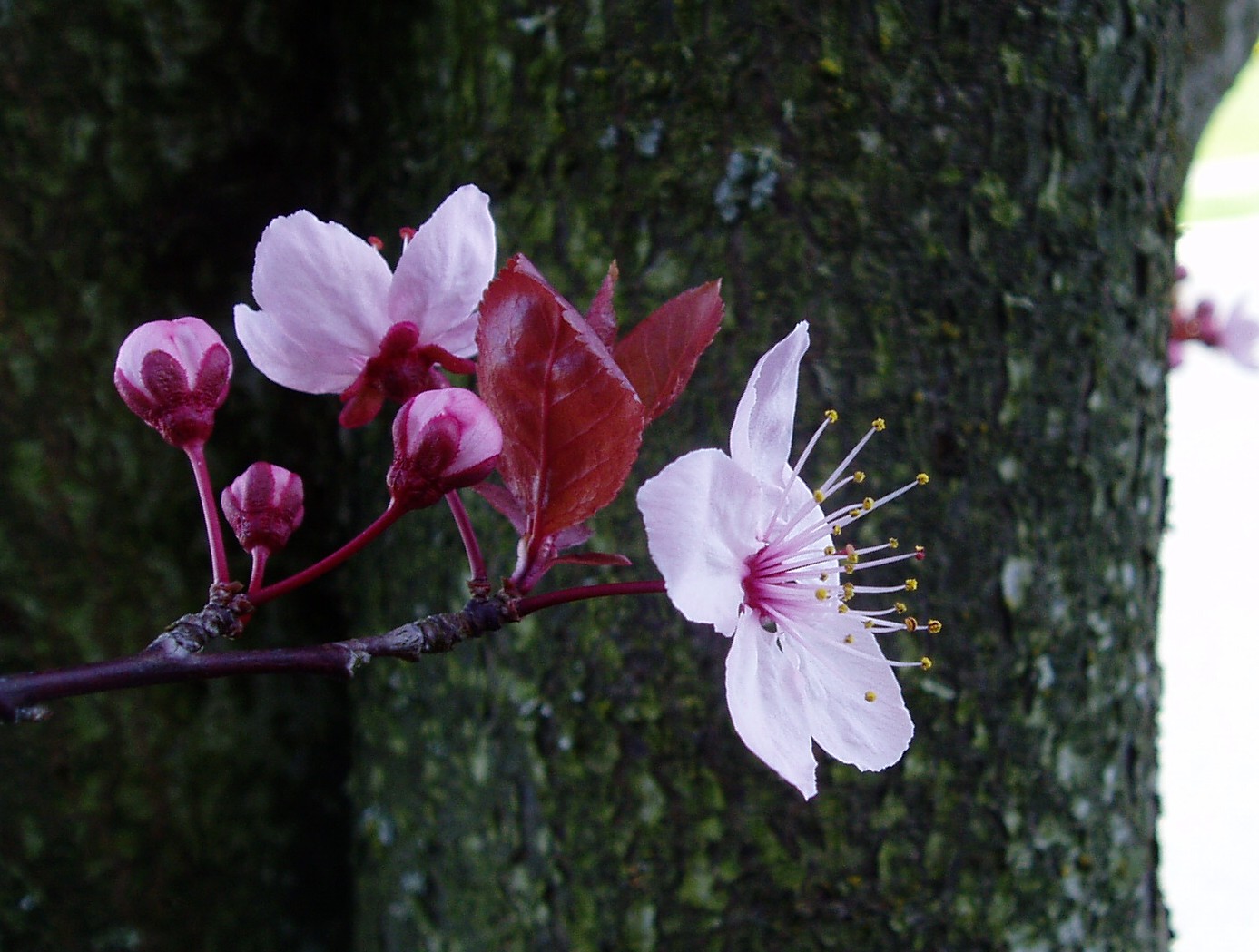 Spring Equinox – Time of Aries | InSpiral Nexus